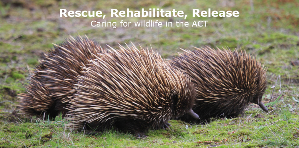 ACT Wildlife | Rescue, Rehabilitate, Release