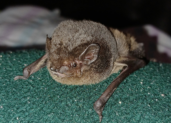 ACT Wildlife | Rescue, Rehabilitate, Release