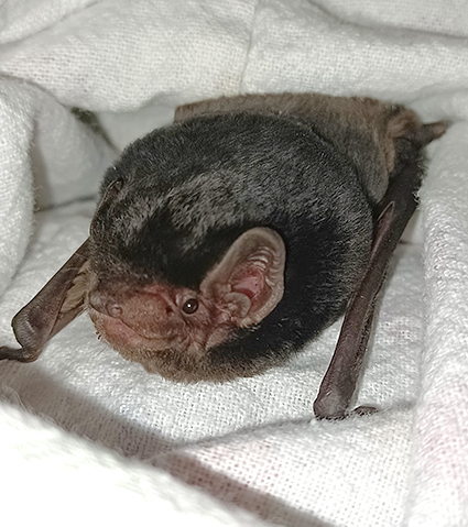 ACT Wildlife | Rescue, Rehabilitate, Release